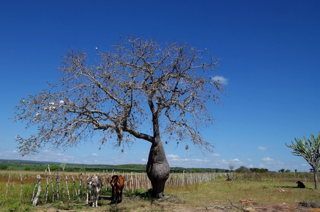 Barriguda, uma árvore típica da caatinga do São Francisco | CBHSF