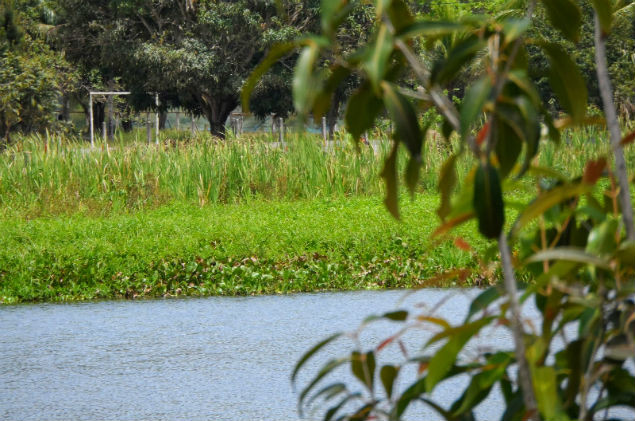 Uma planta aquática chamada Baronesa | CBHSF
